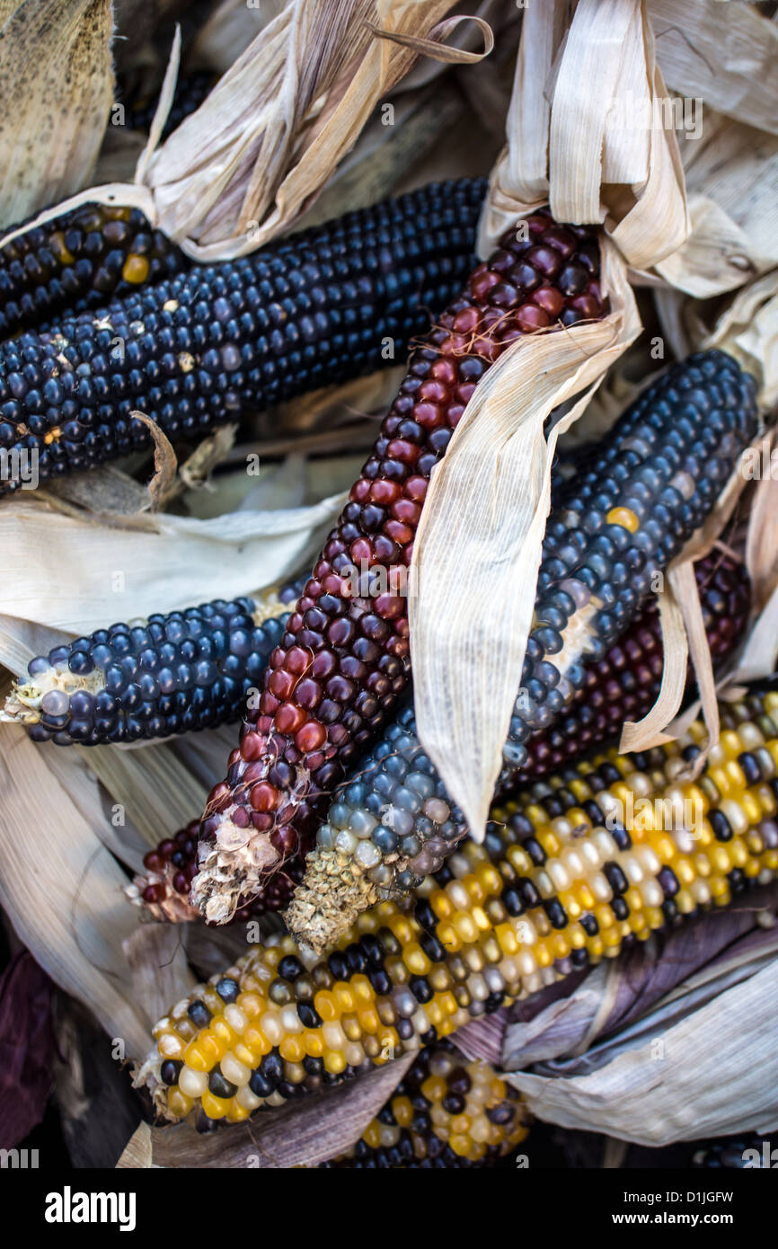 Flint Corn Stock Photos & Flint Corn Stock Images - Alamy