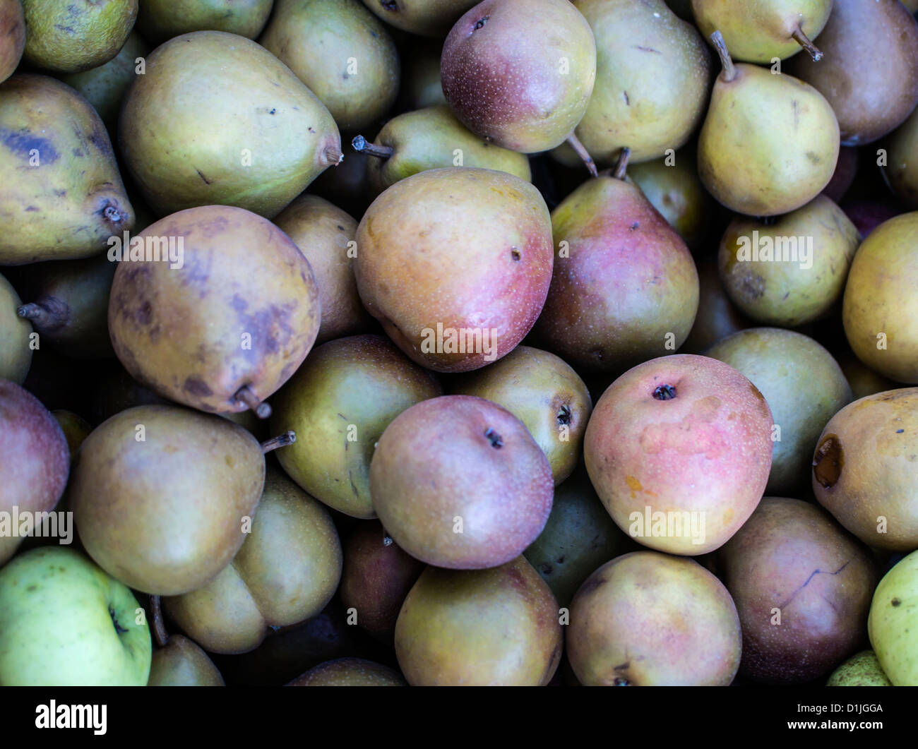 The European Pear, Pyrus communis, is a species of pear native to ...