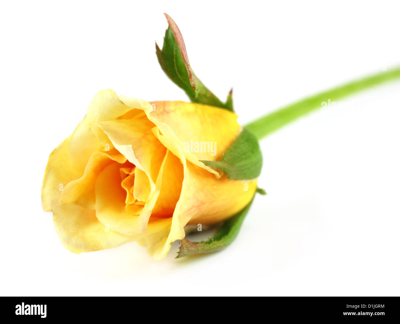 Macro of a yellow rose Stock Photo - Alamy