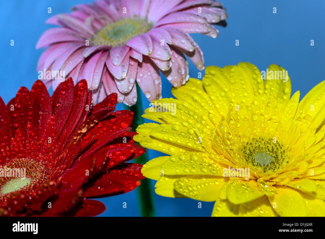 Barberton daisy hi-res stock photography and images - Alamy