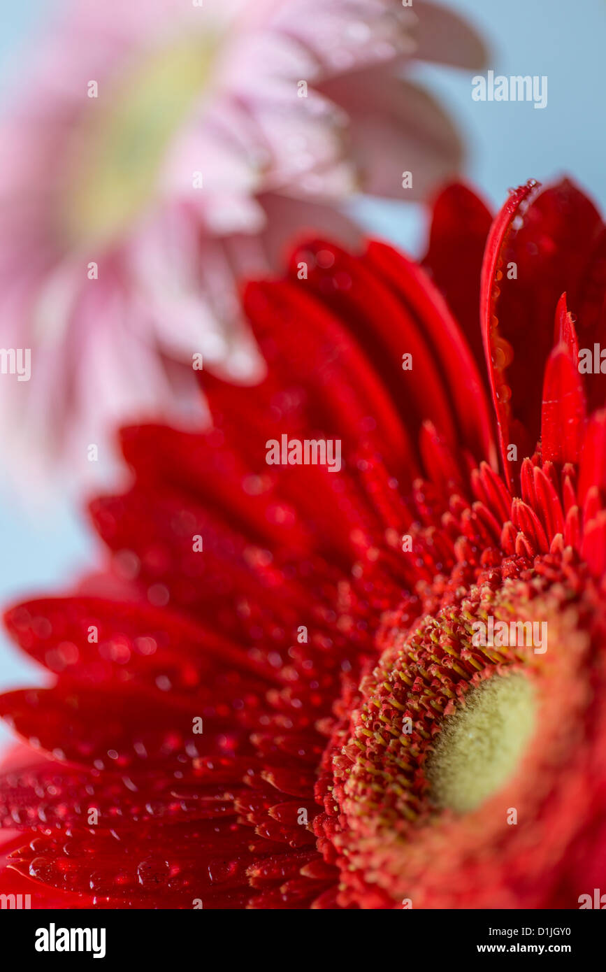 Barberton daisy hi-res stock photography and images - Alamy