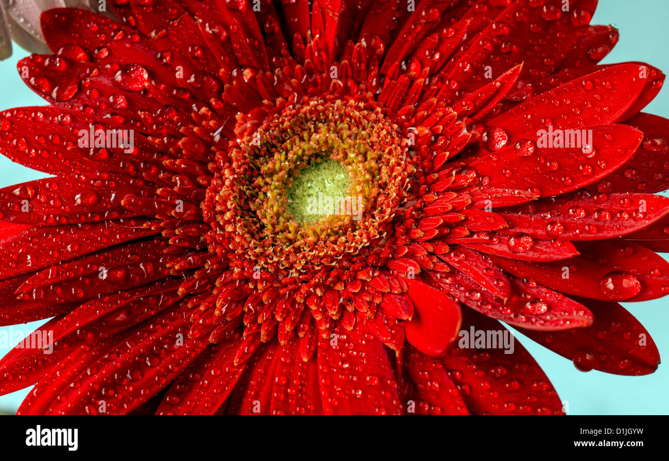 red Barberton daisy Stock Photo - Alamy