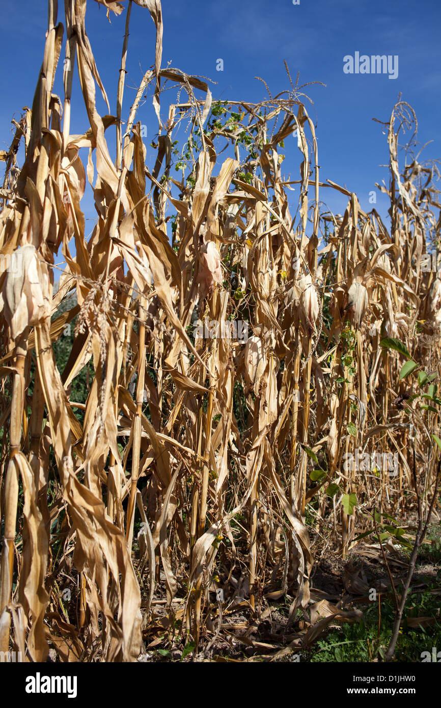 Withered corn field hi-res stock photography and images - Alamy