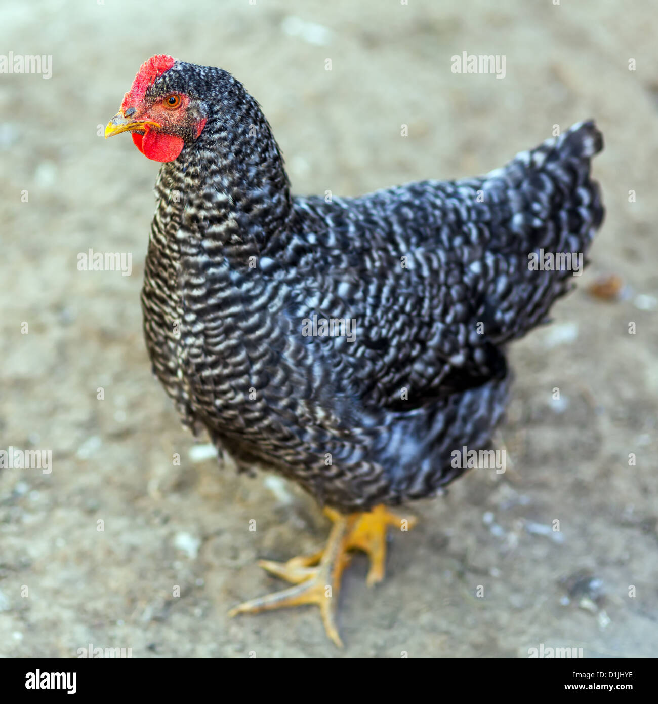 Chicken in the countryside Stock Photo - Alamy