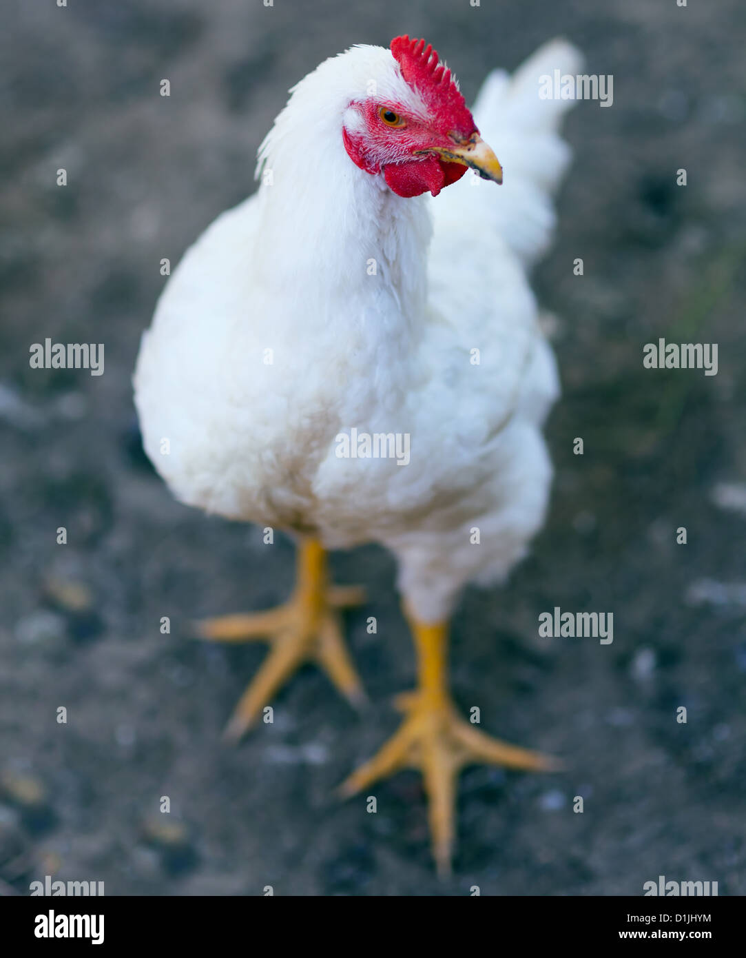 Chicken in the countryside Stock Photo - Alamy