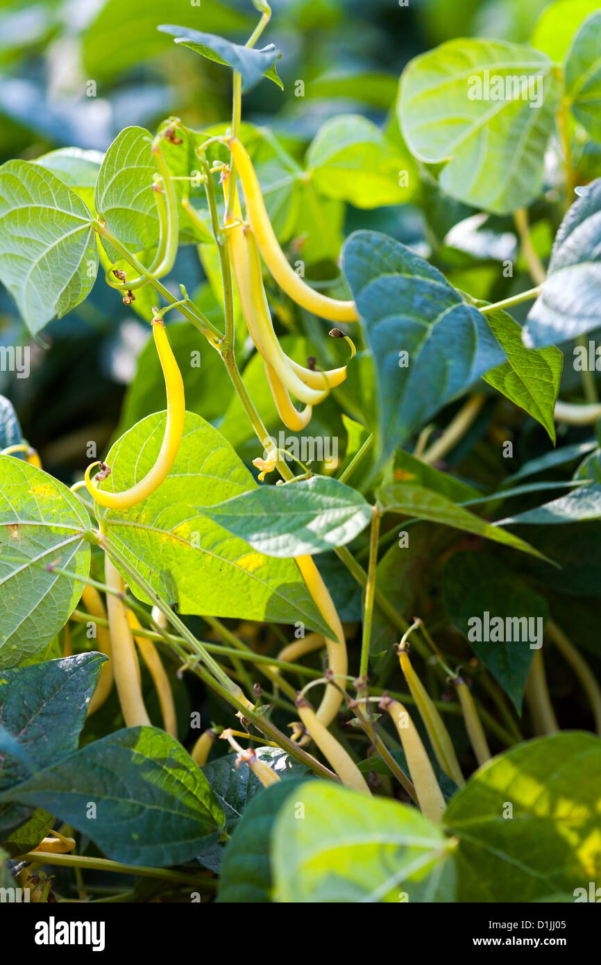 Kidney Bean Plant Garden Stock Photos & Kidney Bean Plant Garden Stock ...