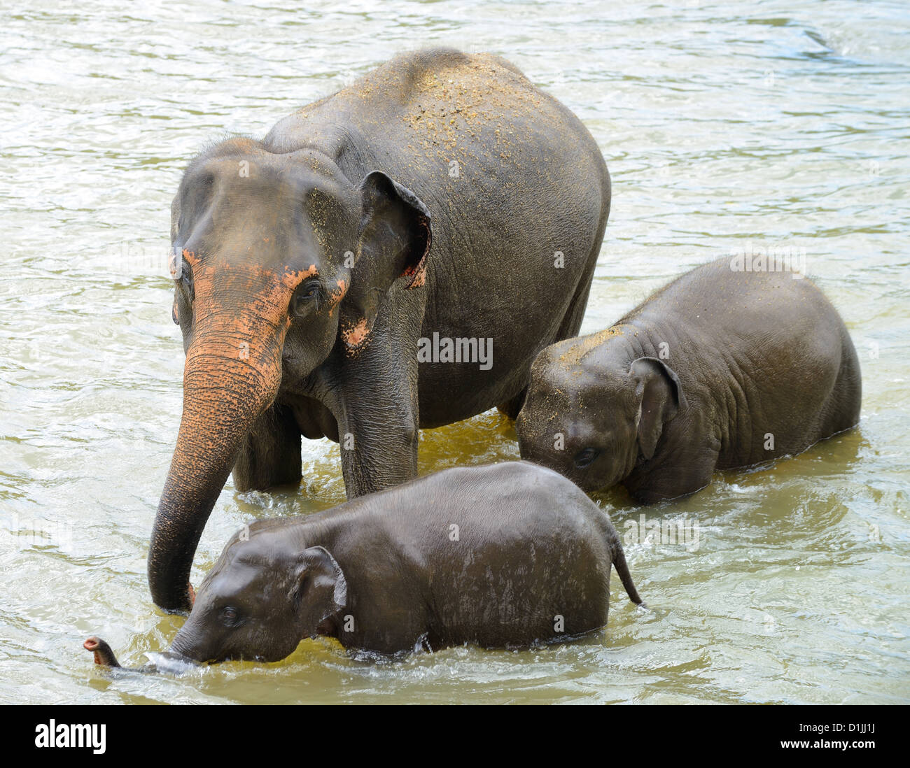 Elephants bathe in waterhole hi-res stock photography and images - Alamy