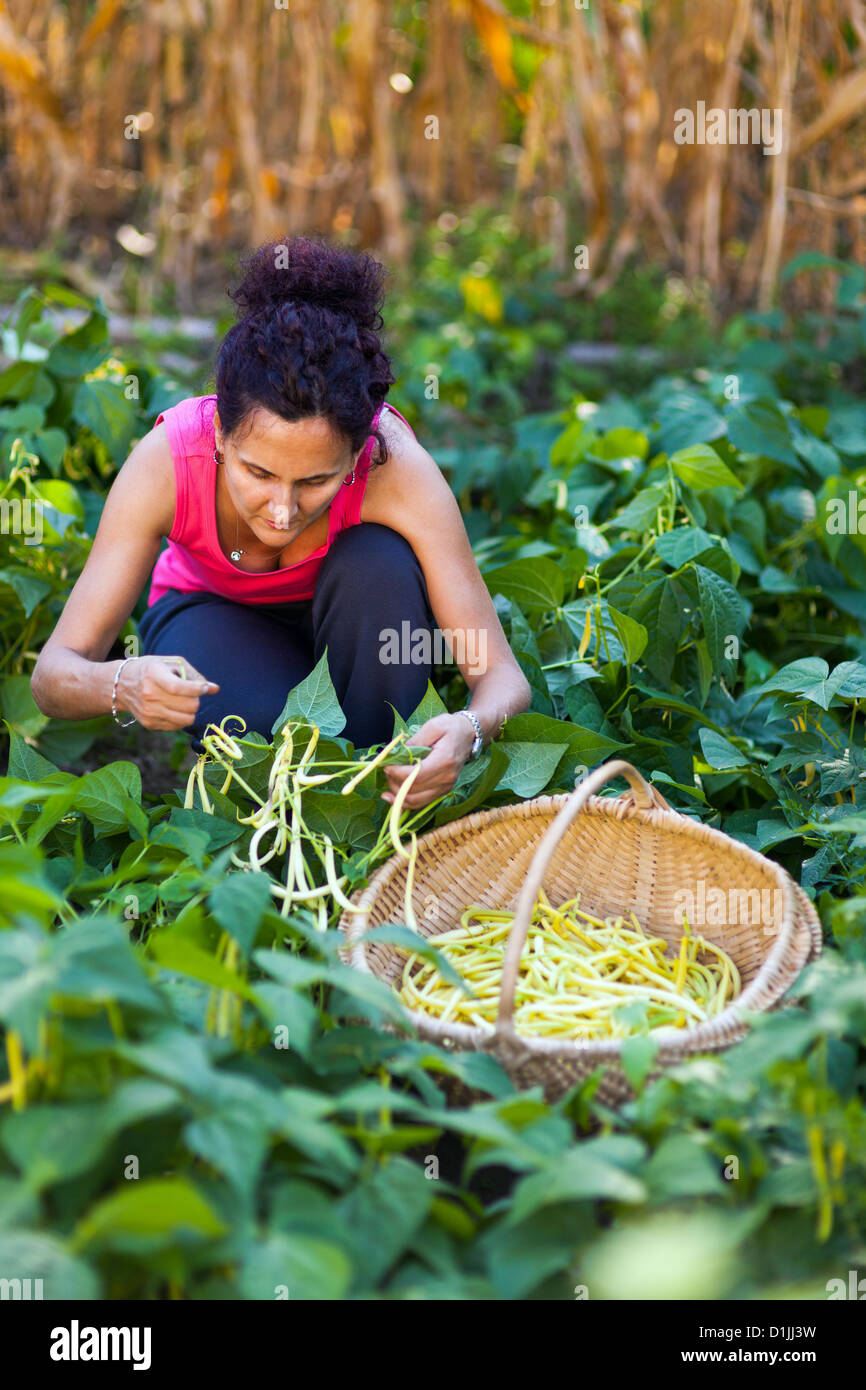 Woman picking bean pods in a basket Stock Photo - Alamy