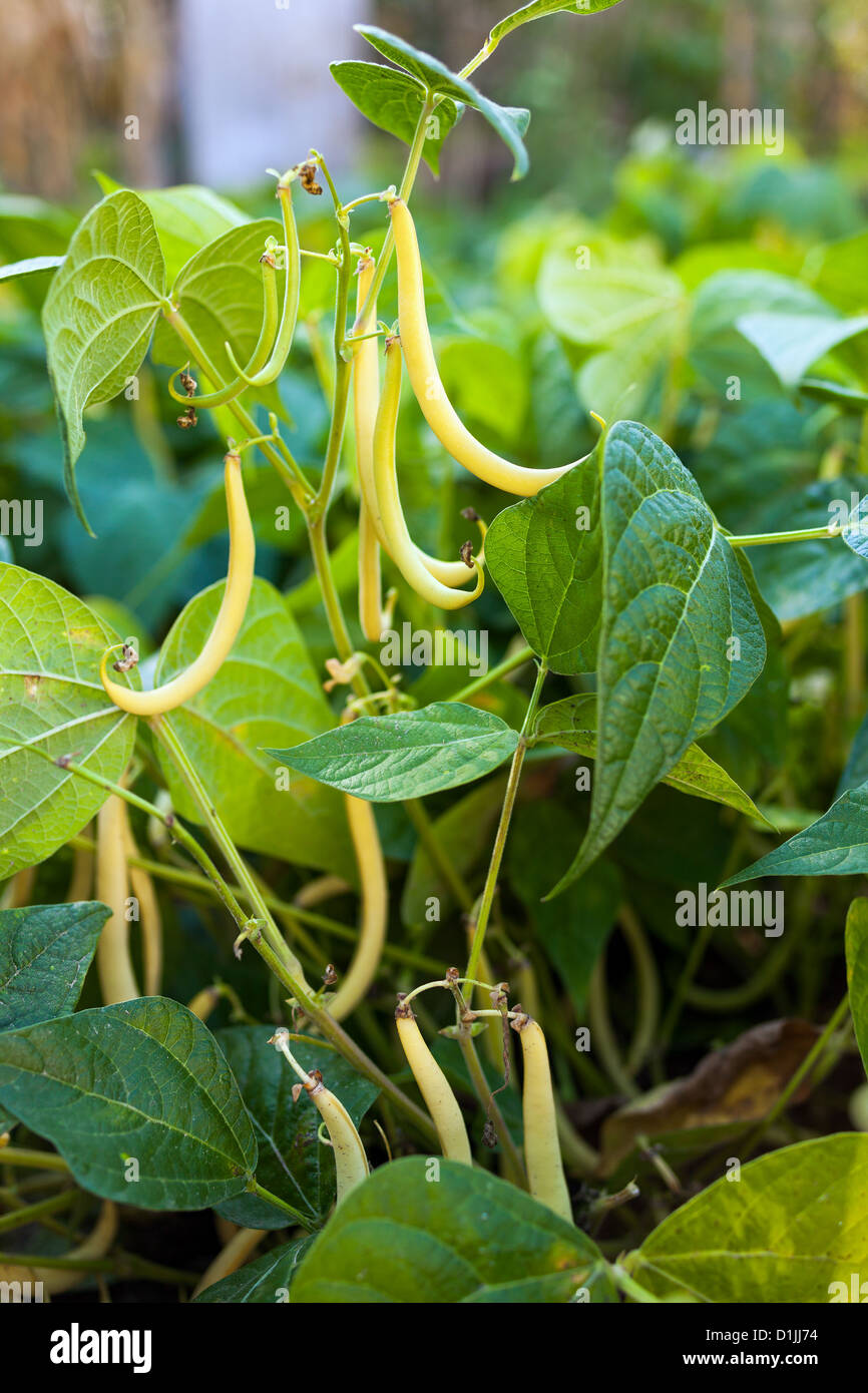 Ripe bean pods in the countryside Stock Photo - Alamy