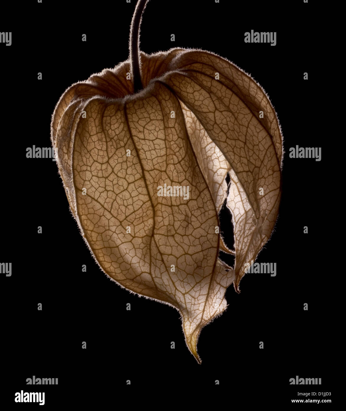 Bladder cherry hi-res stock photography and images - Alamy