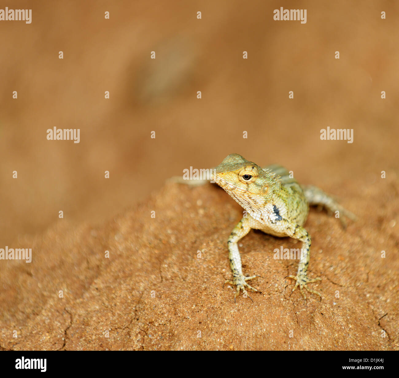 Beautiful lizard . The national Park of Sri Lanka Stock Photo - Alamy