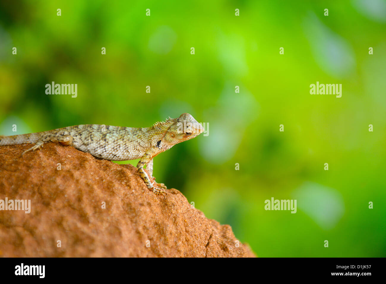 Beautiful lizard . The national Park of Sri Lanka Stock Photo - Alamy