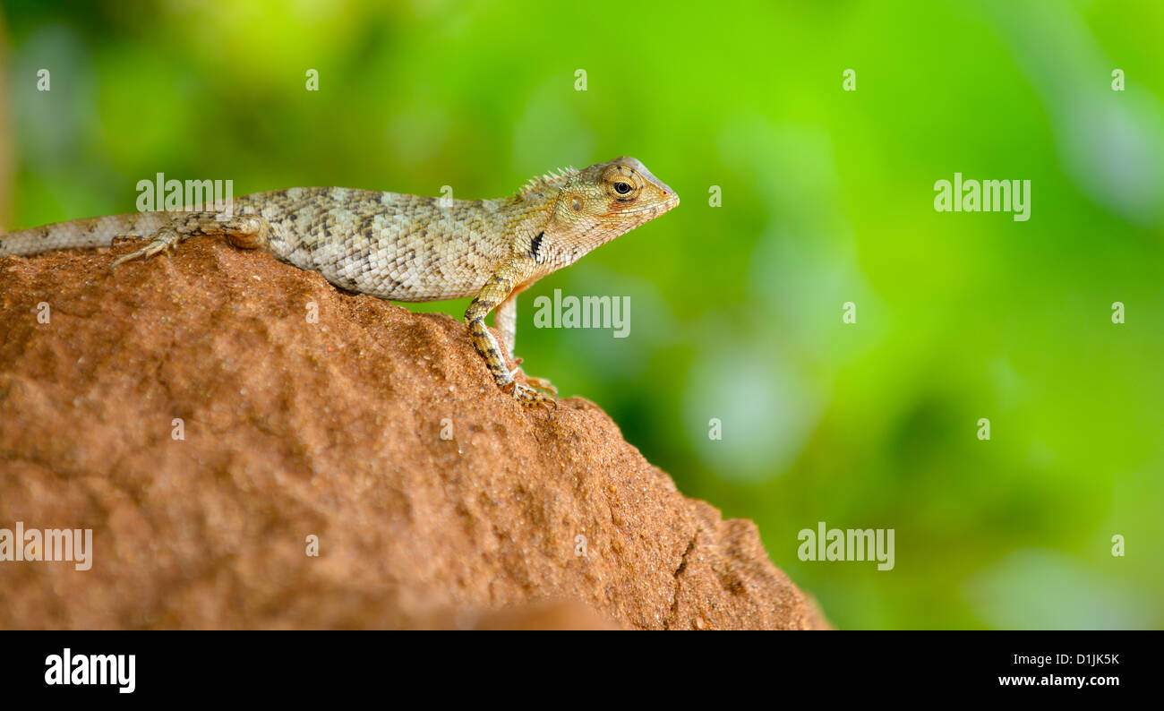 Beautiful lizard . The national Park of Sri Lanka Stock Photo - Alamy