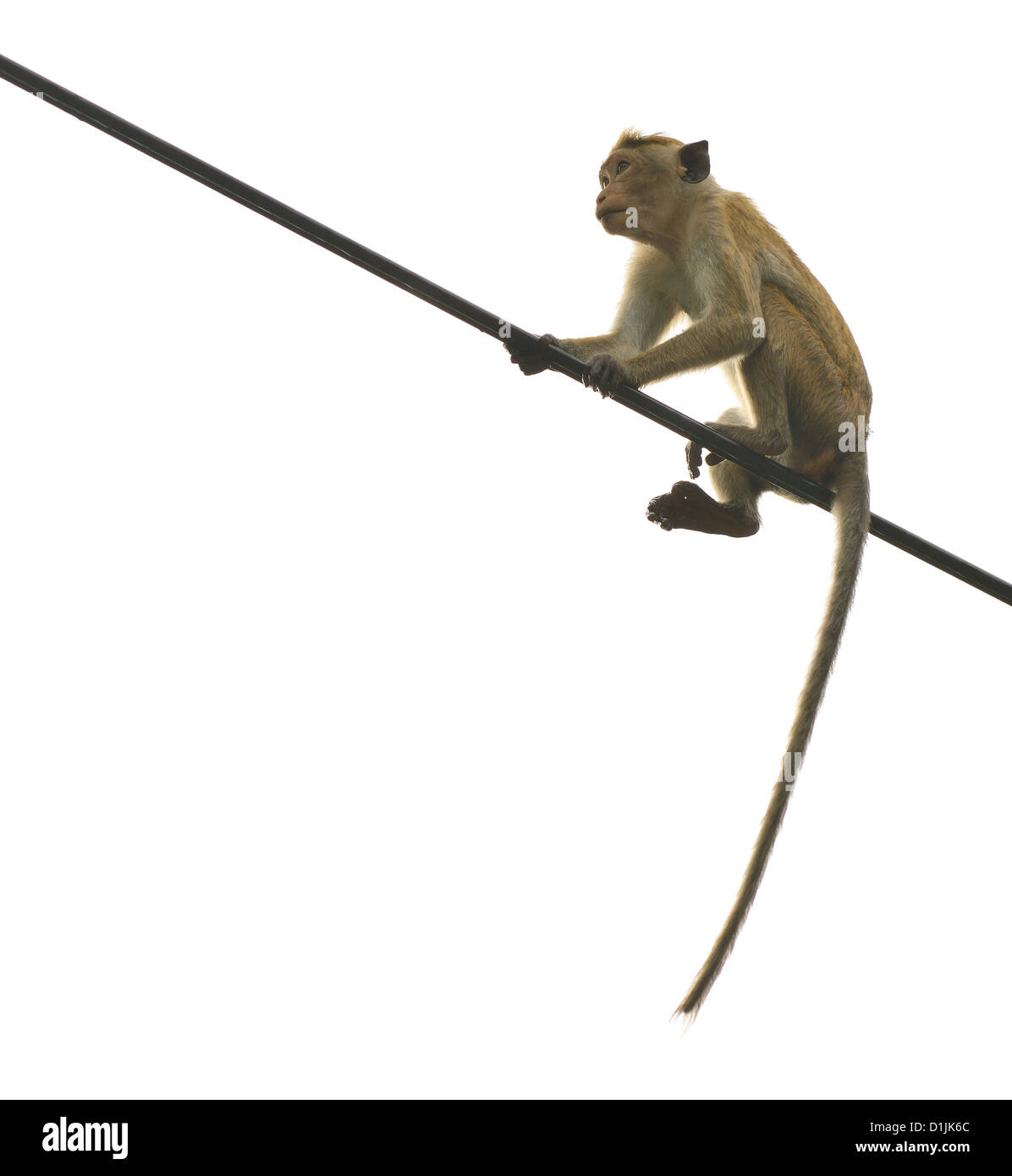 Monkey Cut Out Stock Images & Pictures - Alamy