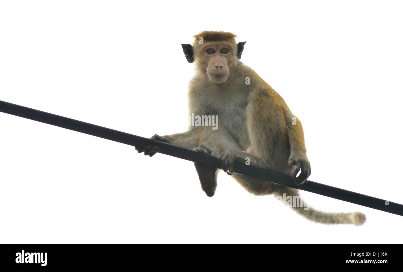 Monkey isolated.Country Of Sri Lanka Stock Photo - Alamy