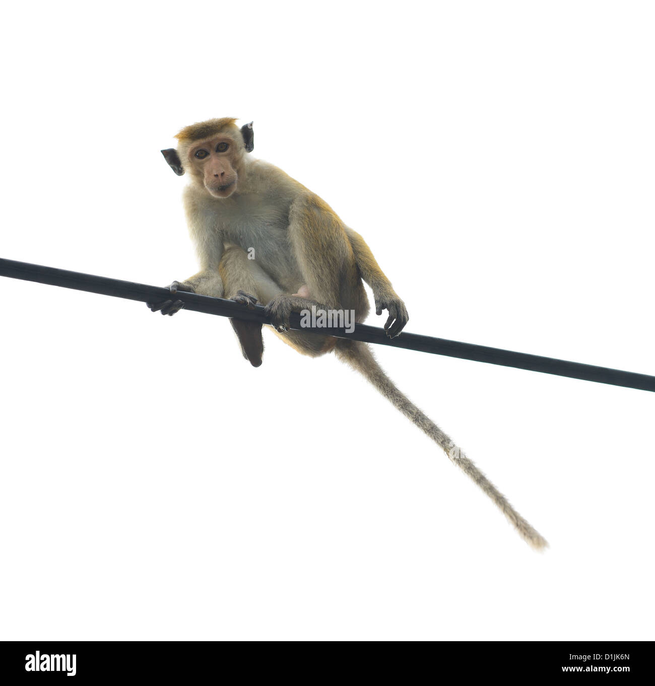 Monkey isolated.Country Of Sri Lanka Stock Photo - Alamy