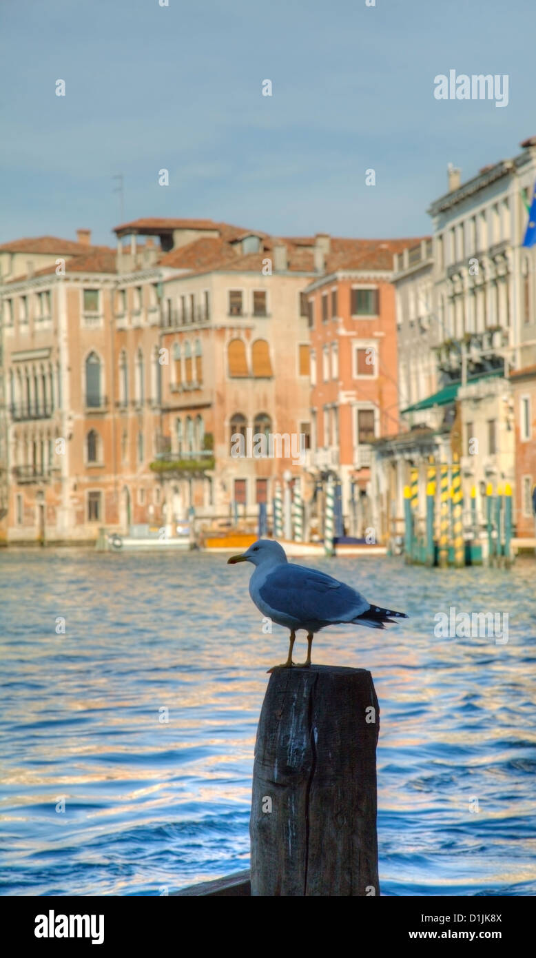 Seagull sitting on a log at Grande Canal in Venice, Italy Stock Photo ...