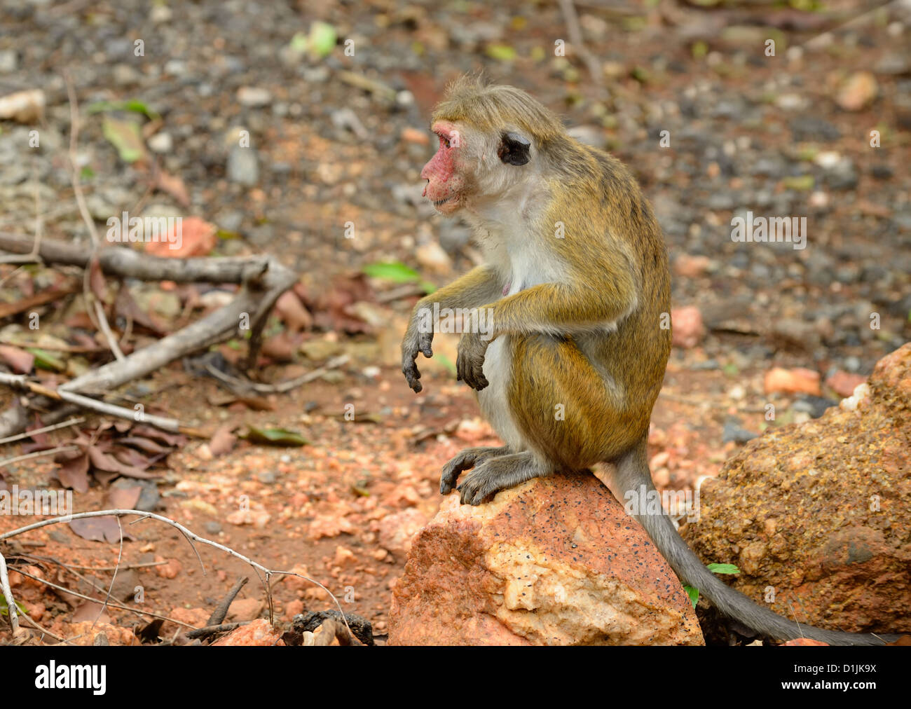 Monkeys in the living nature . Country Of Sri Lanka Stock Photo - Alamy
