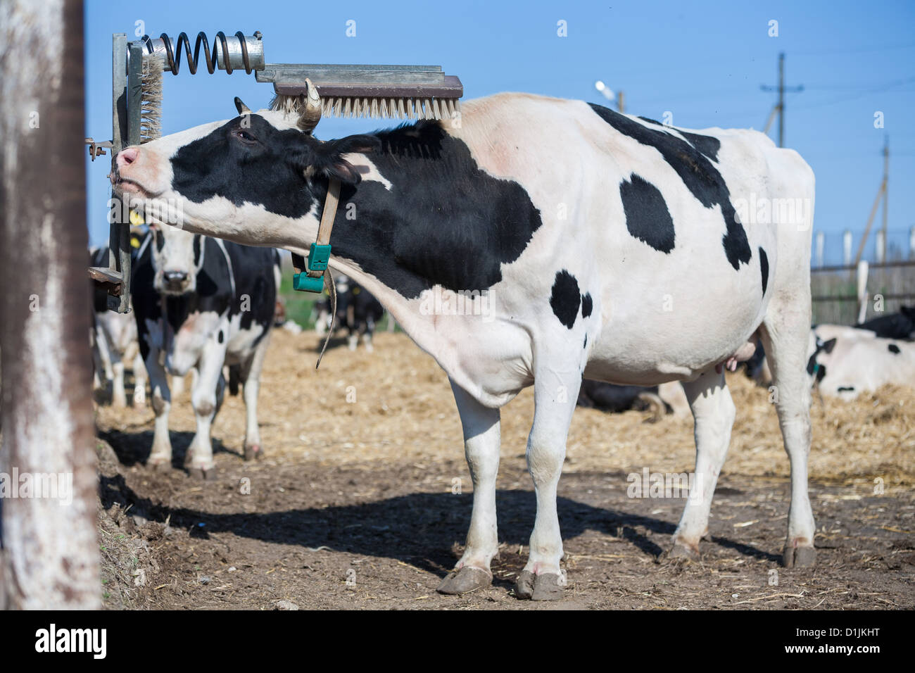 Cow scratches her head while having a rest on a farm Stock Photo - Alamy