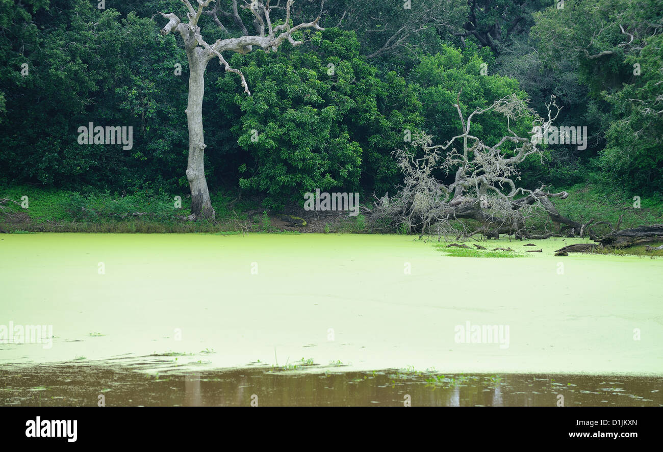 Snags in water hi-res stock photography and images - Alamy