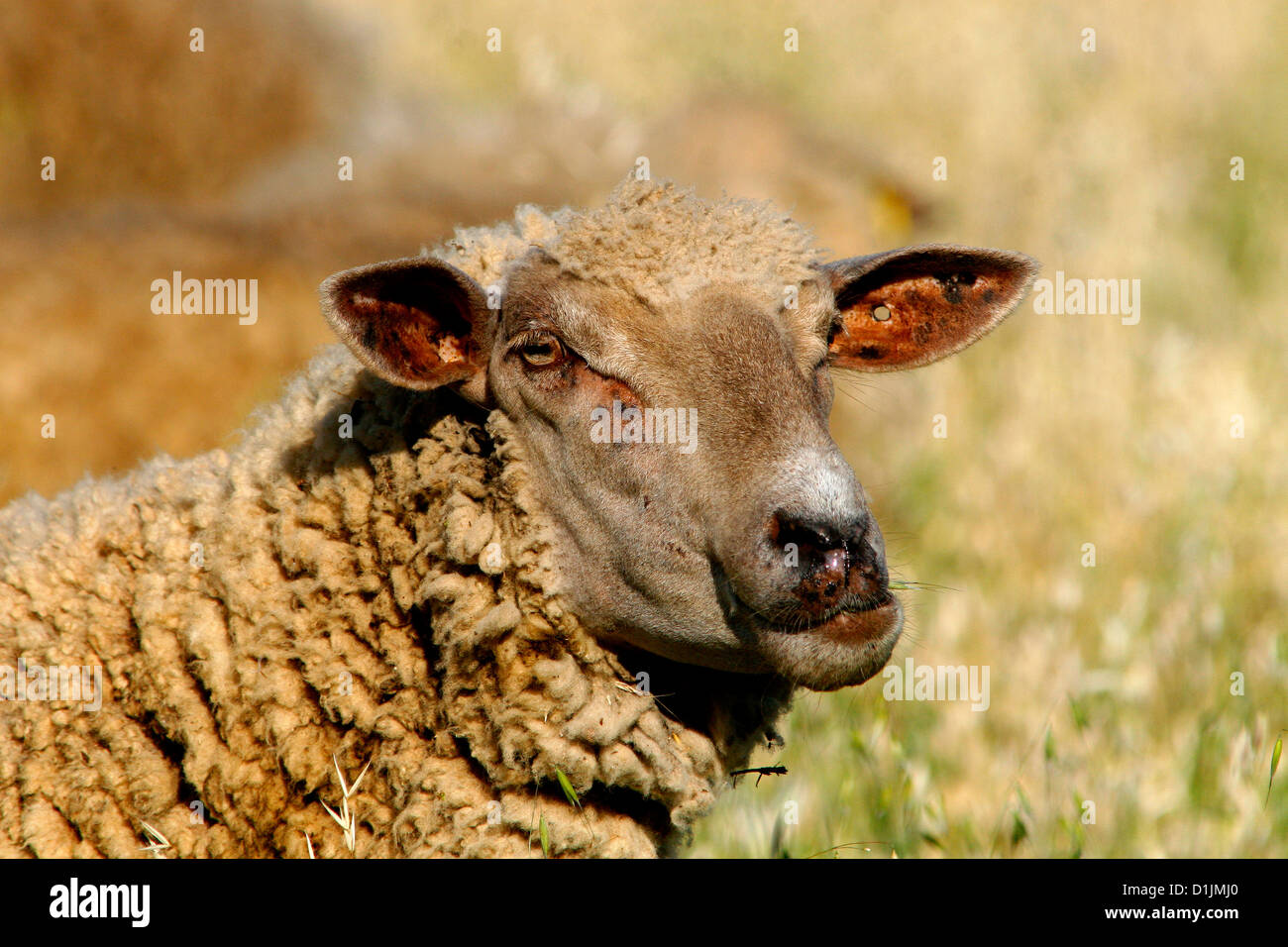 Sheep ears hi-res stock photography and images - Alamy