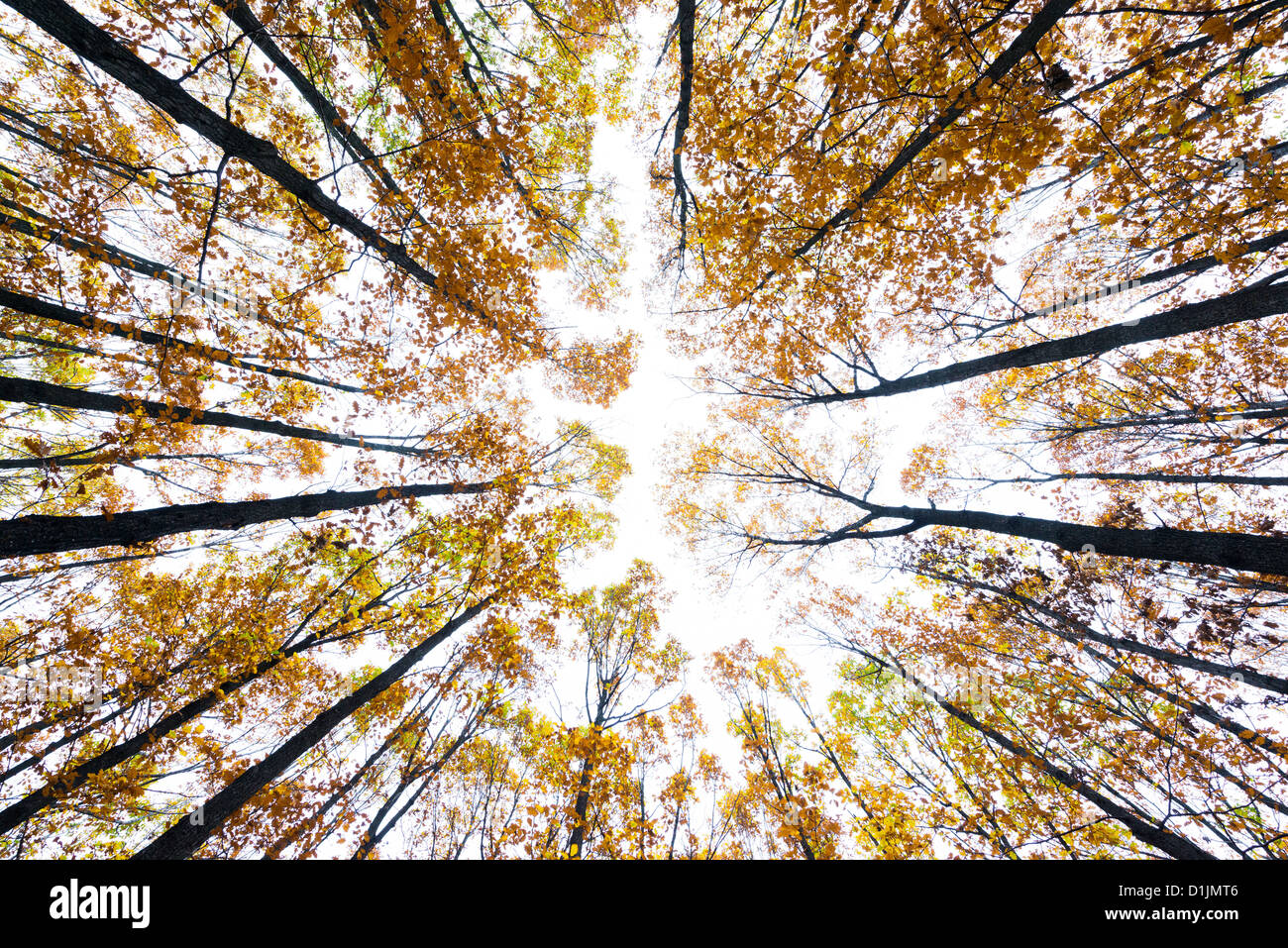 Colorful canopy hi-res stock photography and images - Alamy
