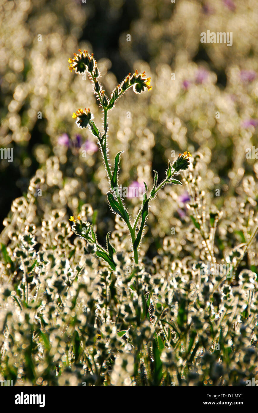 Backlit plants in Arizona's Sonoran desert Stock Photo - Alamy