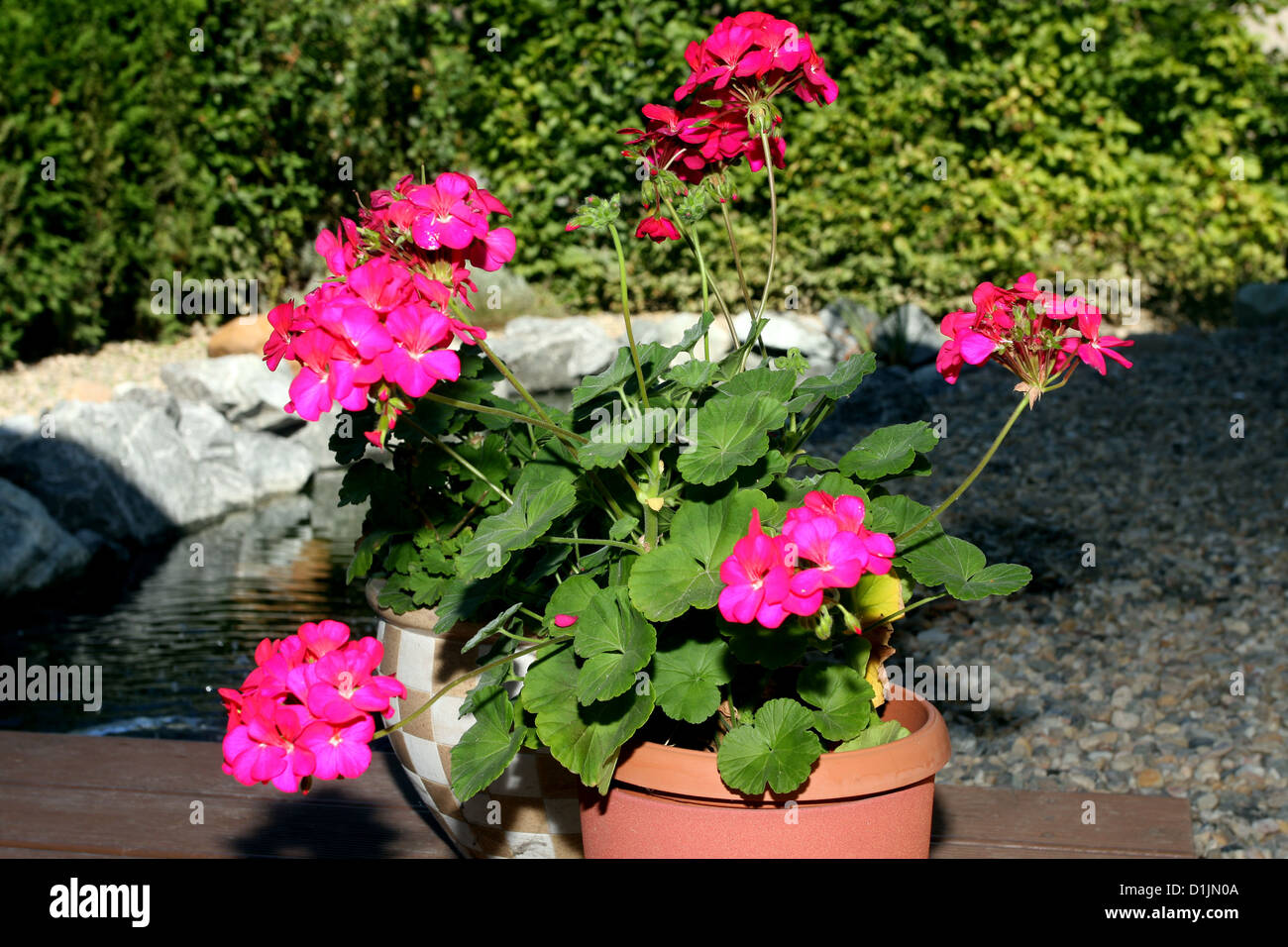 Red geranium in a pot on garden Stock Photo - Alamy