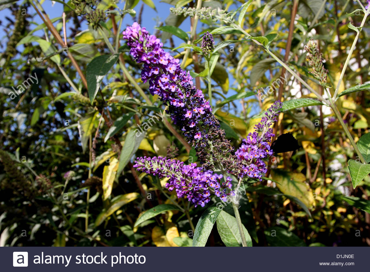 Buddleja Davidii Stock Photos & Buddleja Davidii Stock Images - Alamy