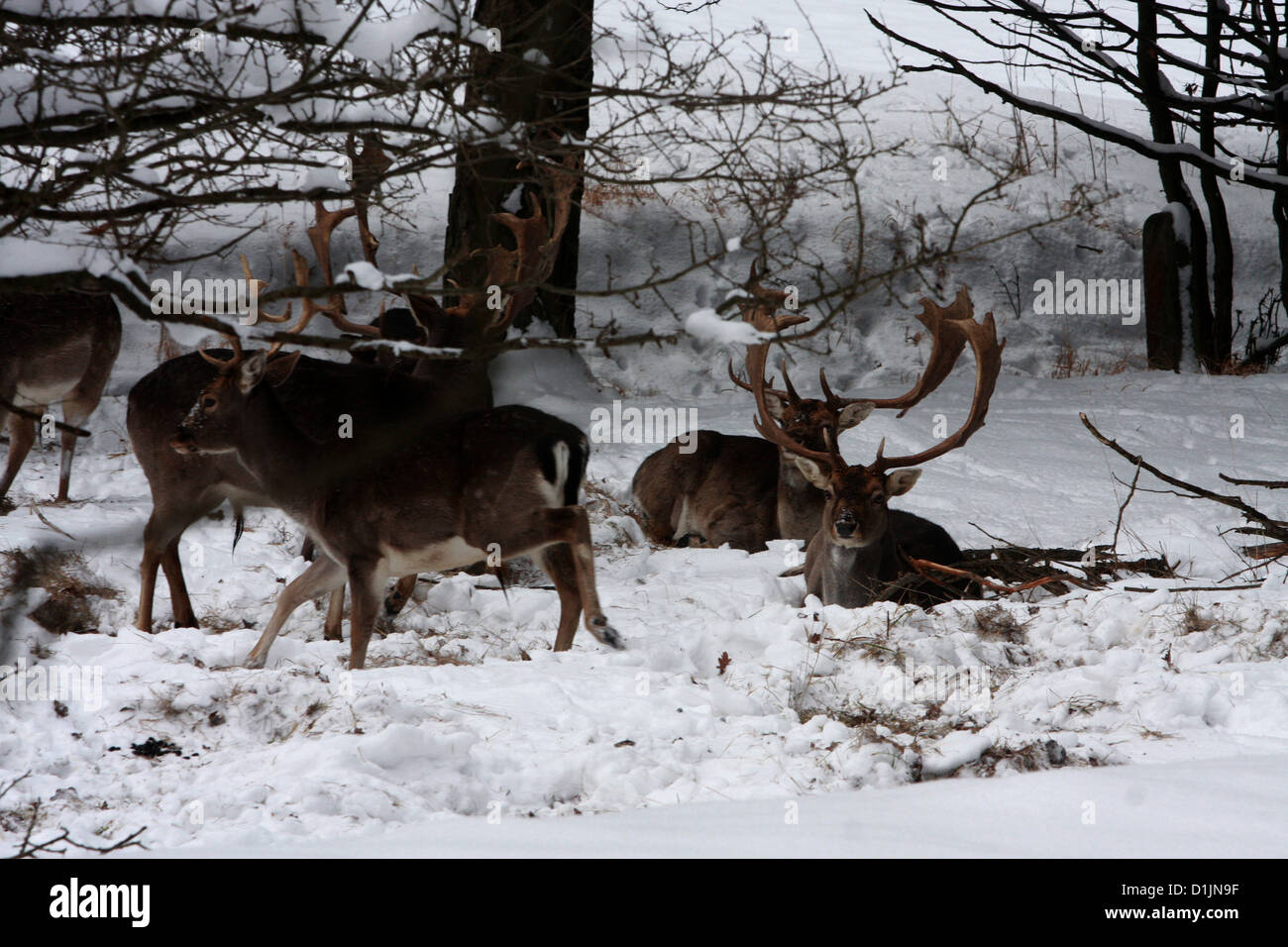 Fallow deer winter hi-res stock photography and images - Alamy
