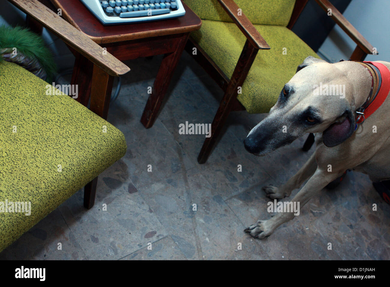 dog two chairs and a desk with a typewriter Stock Photo - Alamy