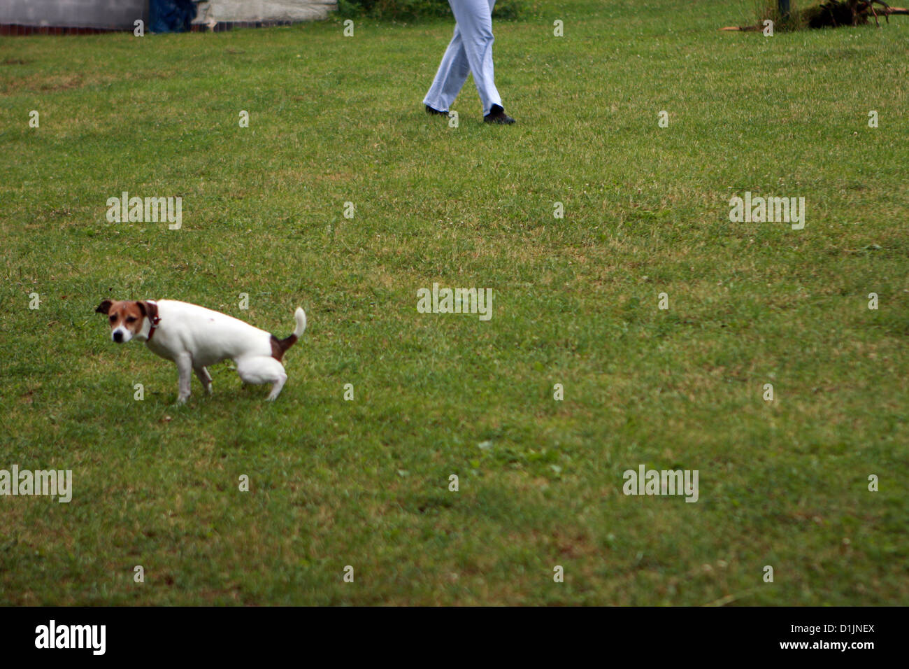 Jack Russell Terrier Peeing on Lawn Stock Photo - Alamy