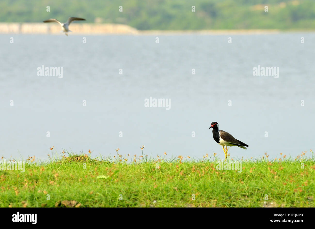 Tropical bird lapwing . A bird in the wild. The national Park of Sri ...