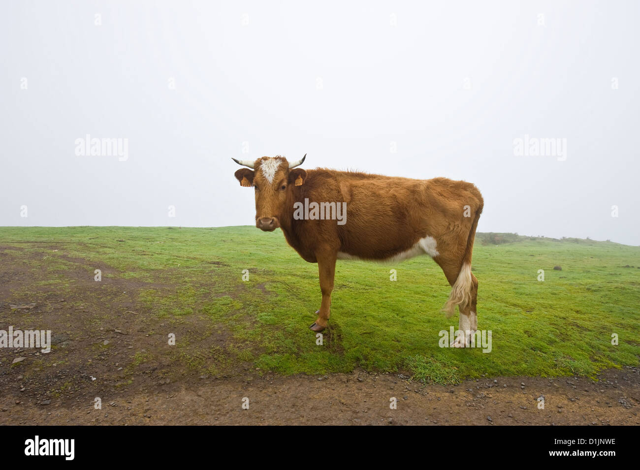 A large plateau at 1300 to 1500 meters above the sea level on Madeira ...