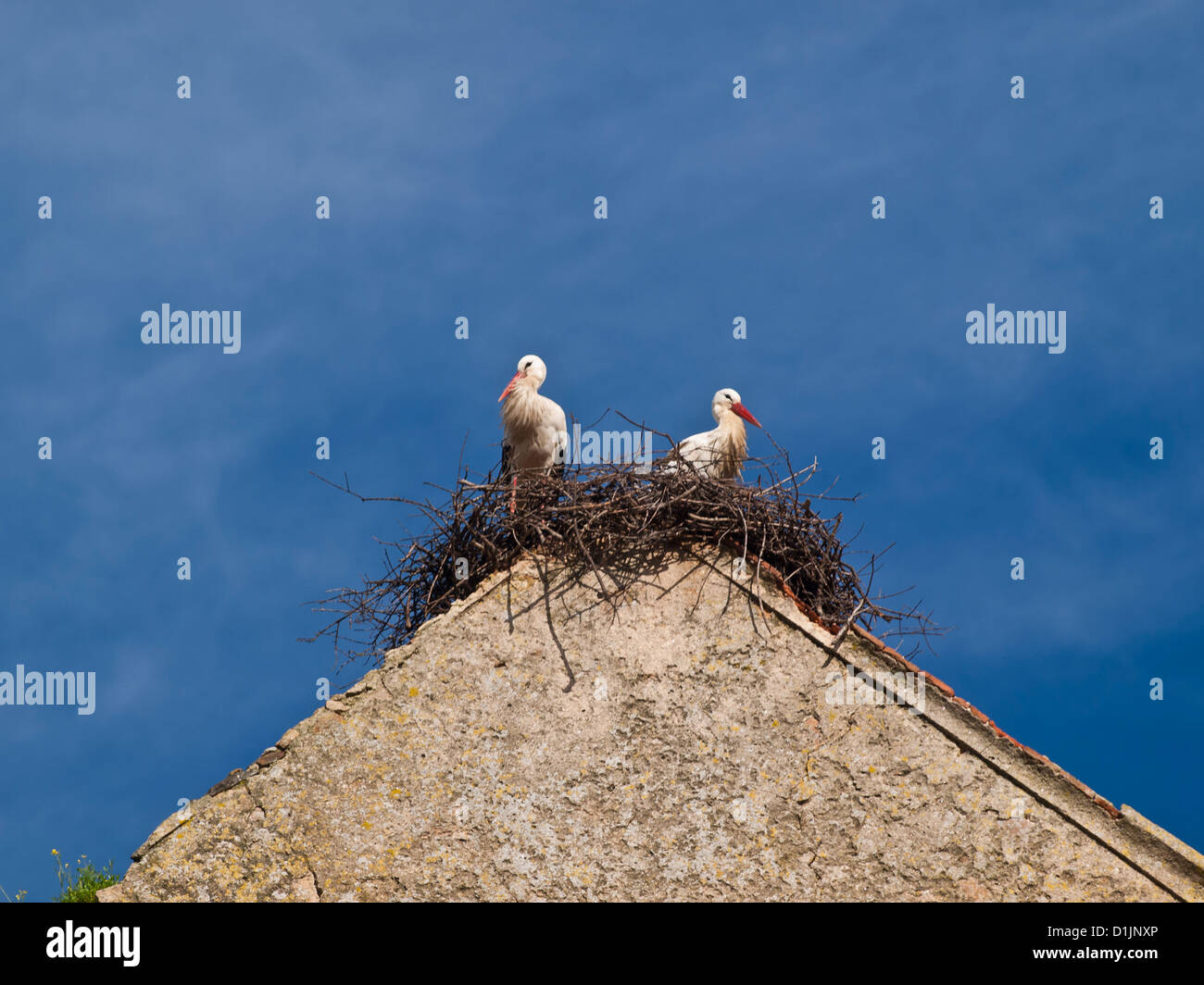 Stork couple in nest, Alentejo, Portugal Stock Photo - Alamy
