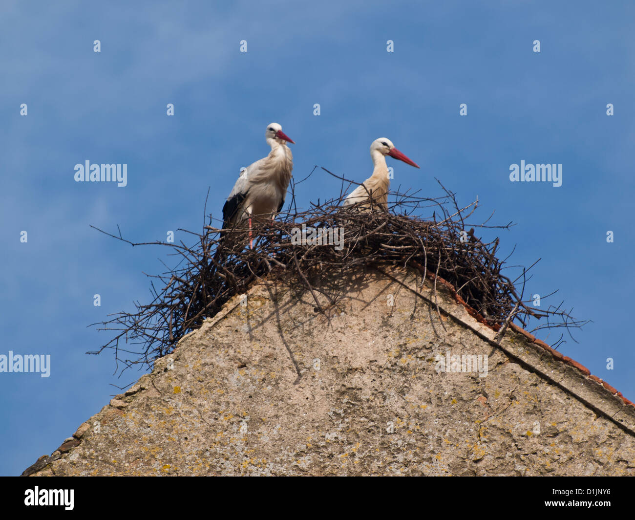Stork couple in nest, Alentejo, Portugal Stock Photo - Alamy
