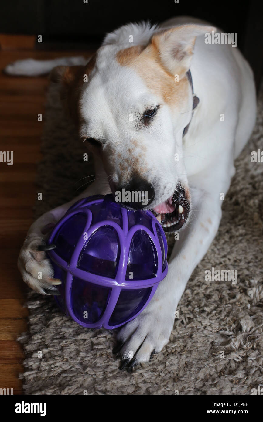 Chewing a toy hi-res stock photography and images - Alamy