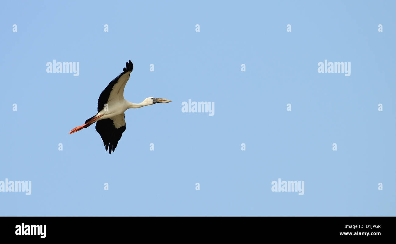 Flying Tropical bird heron.The national Park of Sri Lanka Stock Photo ...