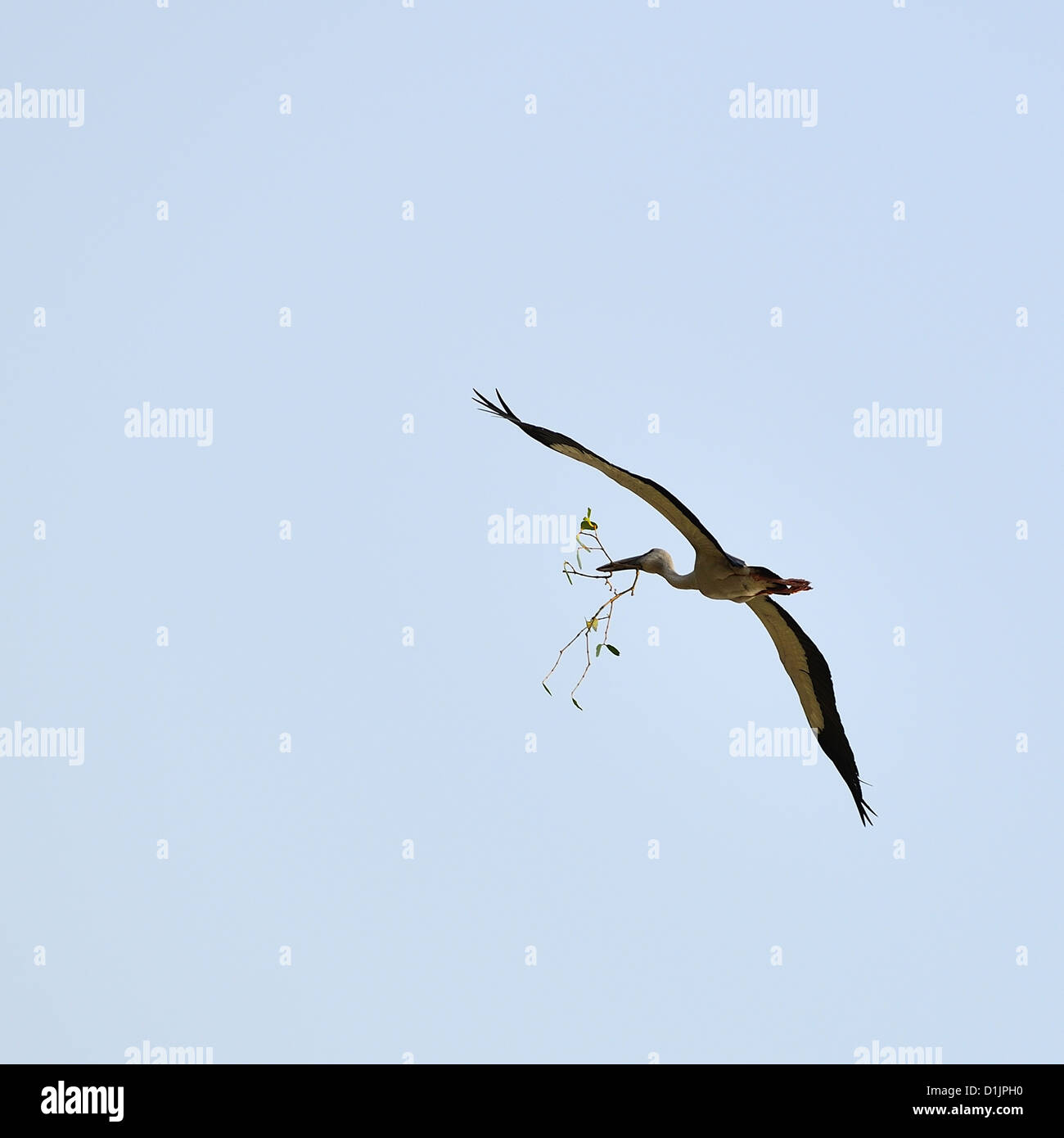 Flying Tropical bird heron.The national Park of Sri Lanka Stock Photo ...