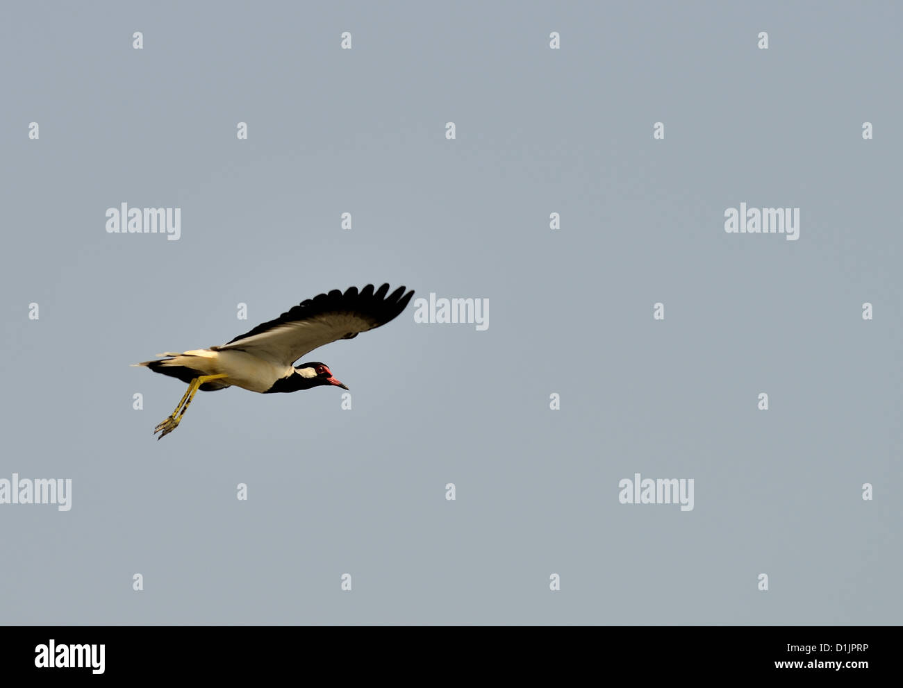 Flying Tropical bird lapwing.The national Park of Sri Lanka Stock Photo ...