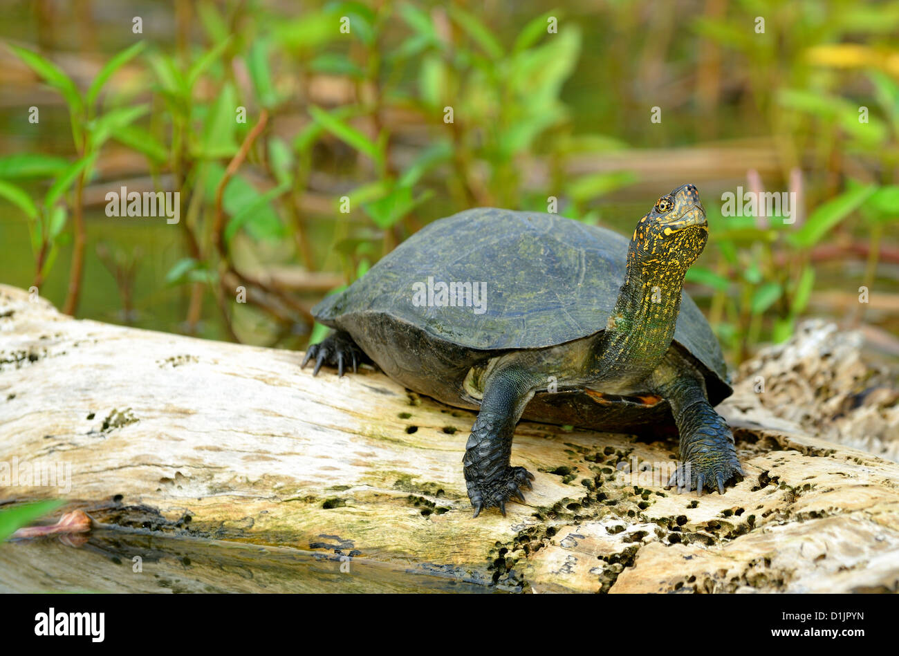 Turtle in lake national hi-res stock photography and images - Alamy