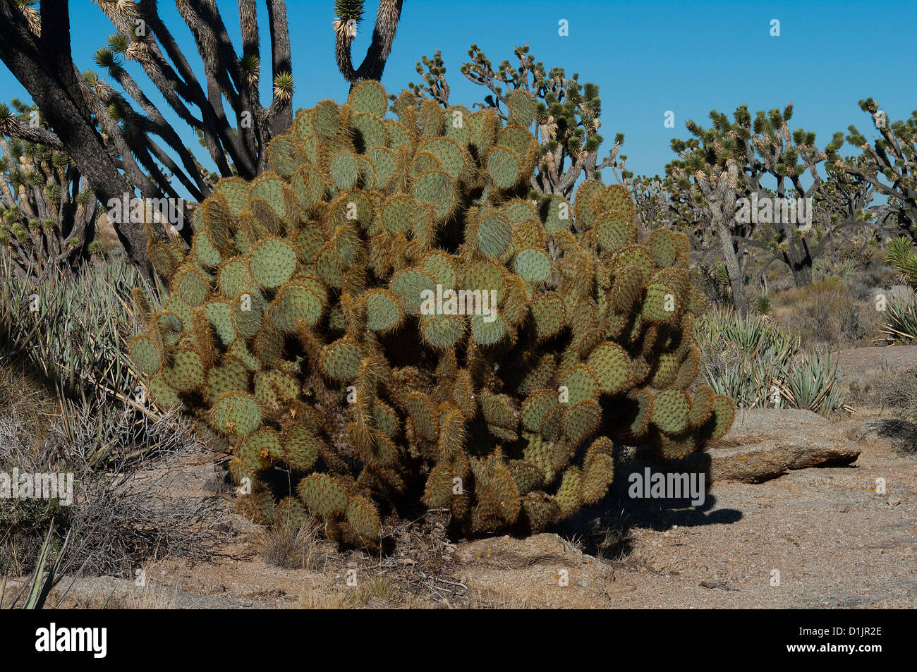 Pancake prickly pear cactus hi-res stock photography and images - Alamy