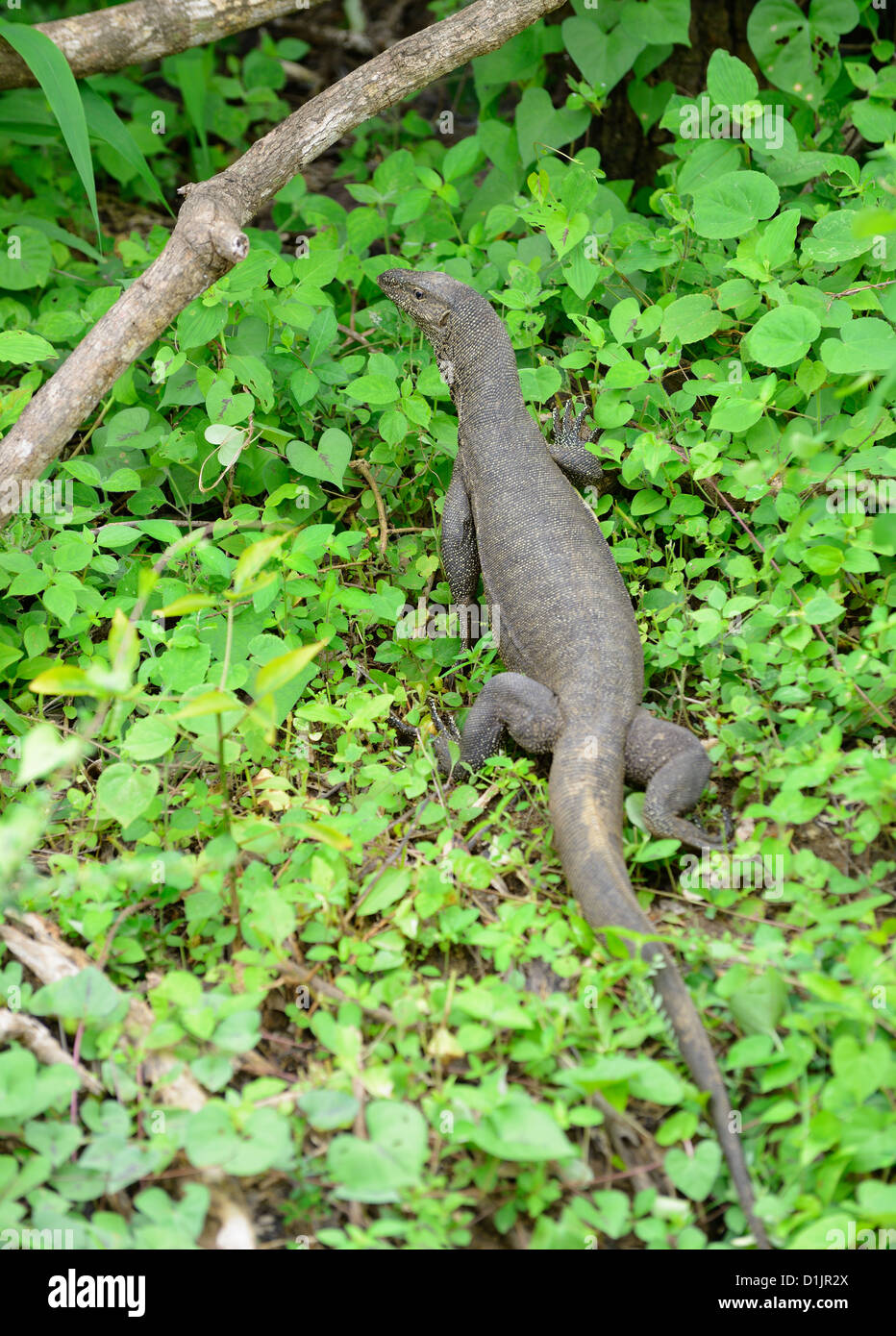 Varan sri lanka hi-res stock photography and images - Alamy