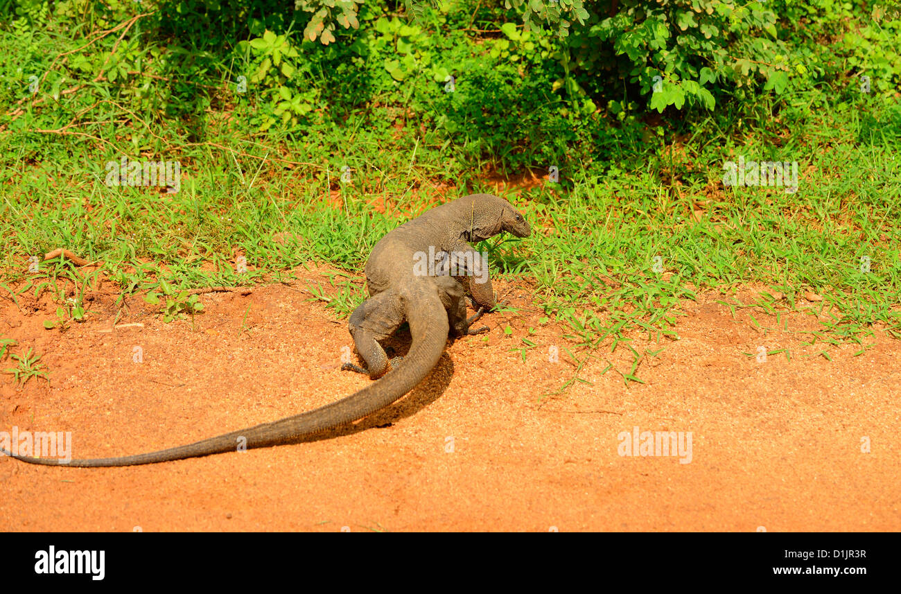 Varan is wildlife. Animals country Sri Lanka Stock Photo - Alamy