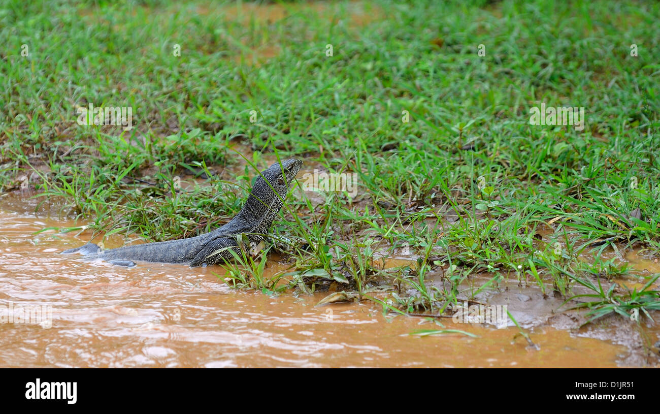 Varan is wildlife. Animals country Sri Lanka Stock Photo - Alamy
