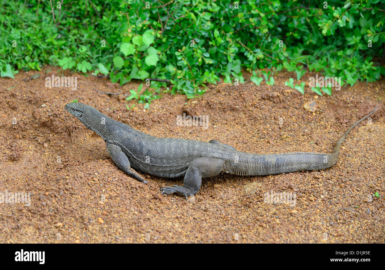 Varan is wildlife. Animals country Sri Lanka Stock Photo - Alamy