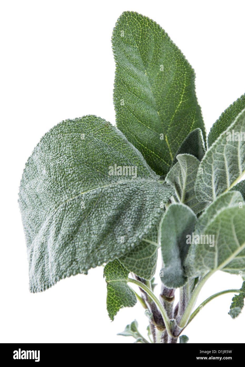 Fresh sage isolated on white background Stock Photo - Alamy