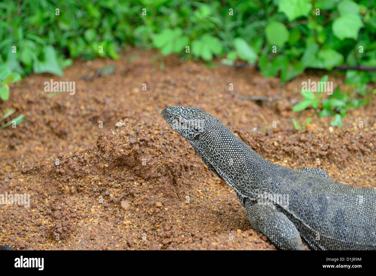 Varan is wildlife. Animals country Sri Lanka Stock Photo - Alamy