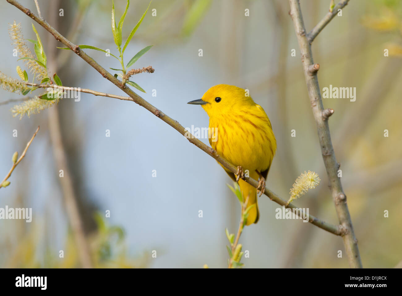 Yellow warblers dendroica petechia hi-res stock photography and images ...