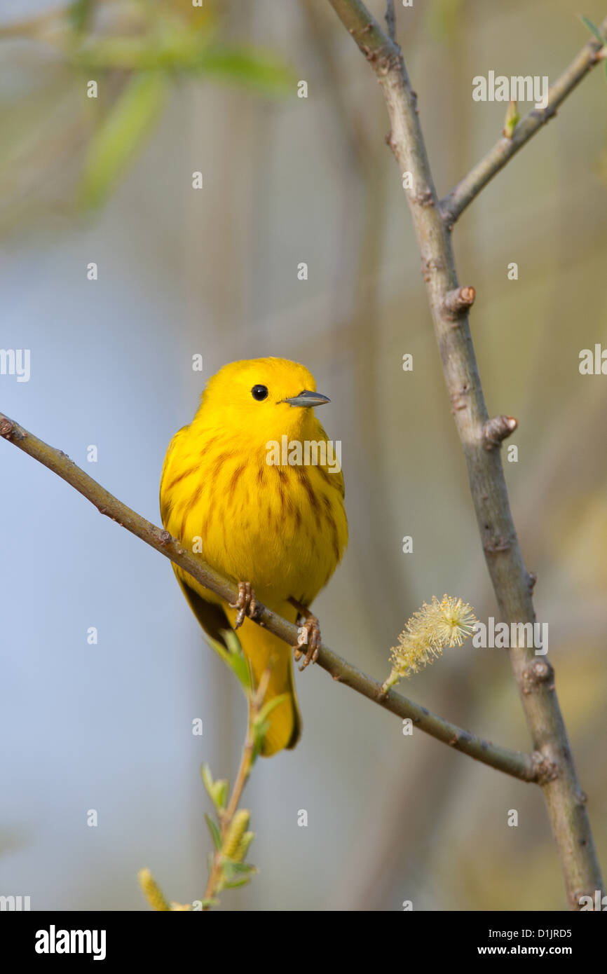 Yellow Warbler perched in Willow Tree - vertical birds bird songbird ...